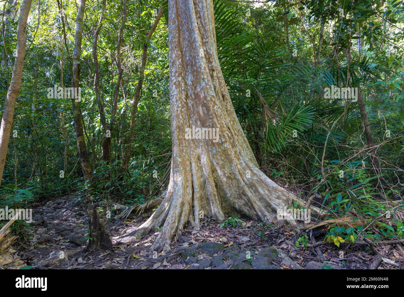 Pianta di mirto immagini e fotografie stock ad alta risoluzione - Alamy
