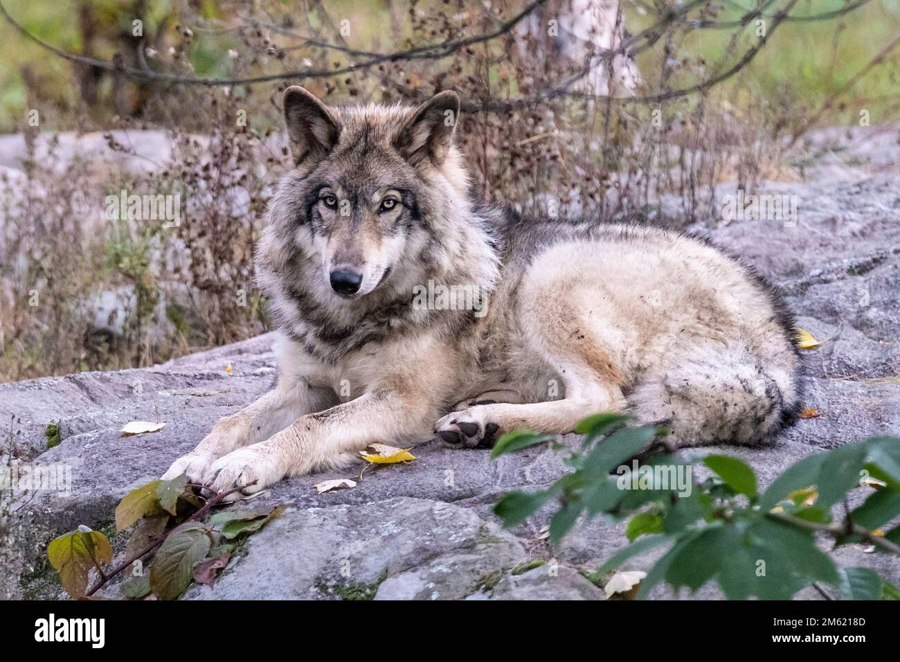 Lupo canadese o mackenzie lupo immagini e fotografie stock ad alta ...