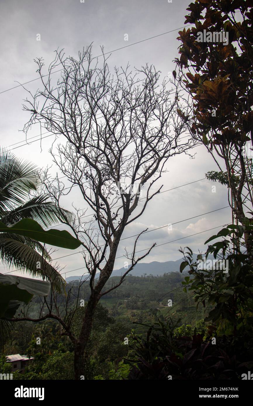 Immagini albero foresta hd immagini e fotografie stock ad alta ...