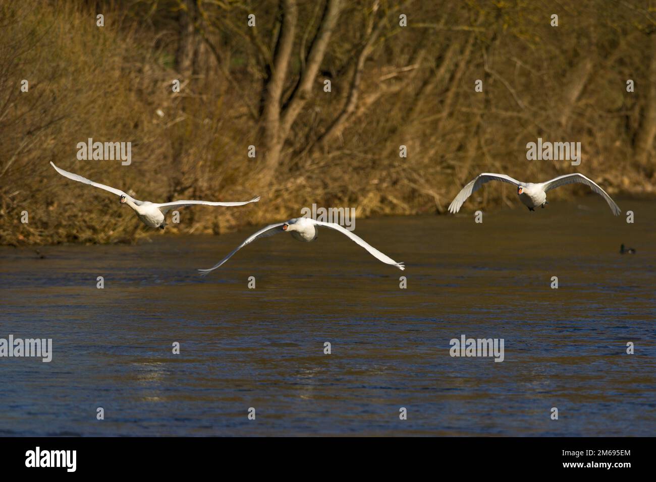 Swan flight immagini e fotografie stock ad alta risoluzione - Alamy