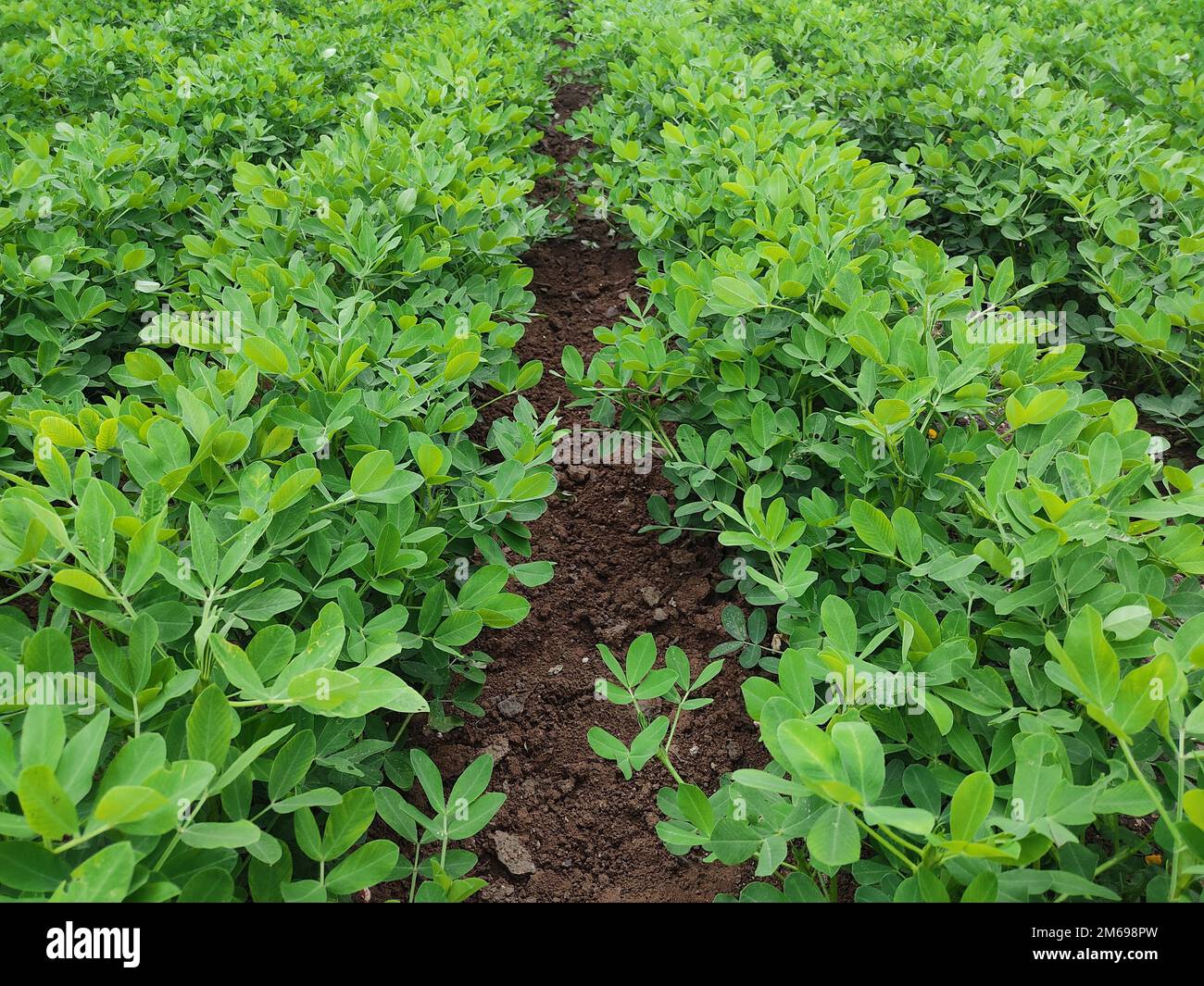 Arachis repens immagini e fotografie stock ad alta risoluzione - Alamy