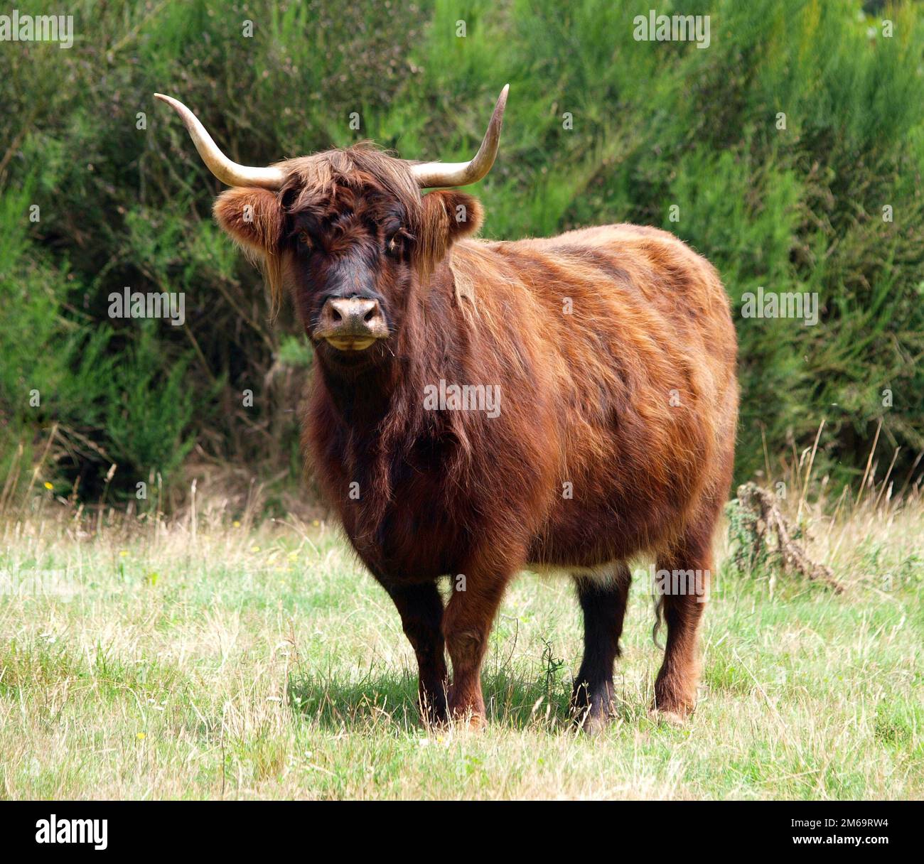 Red highland cow immagini e fotografie stock ad alta risoluzione - Alamy