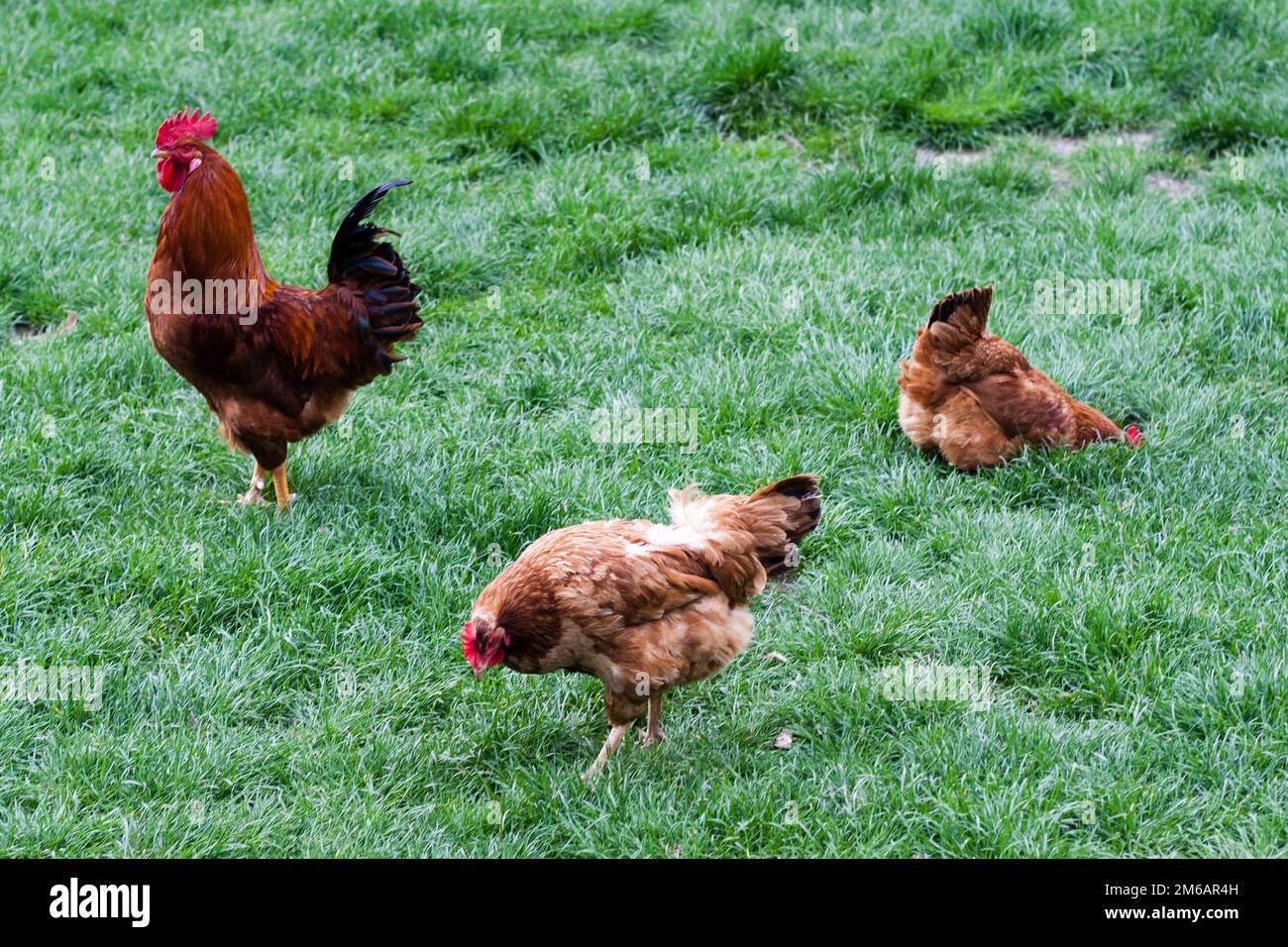 Gallo e gallina immagini e fotografie stock ad alta risoluzione - Alamy