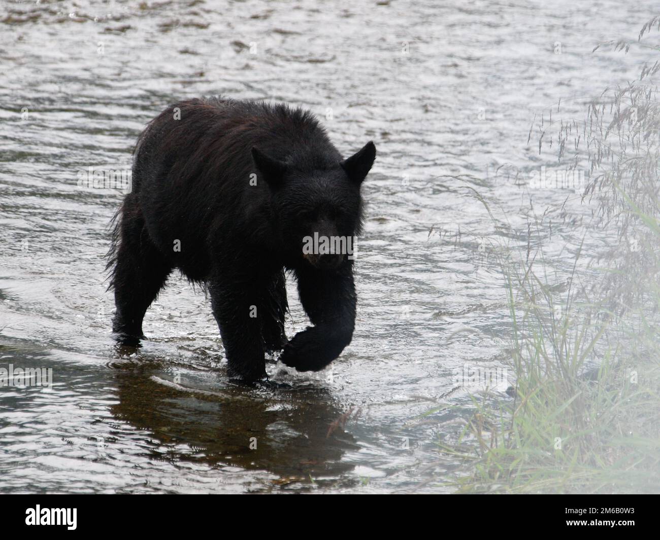 Alaska bear immagini e fotografie stock ad alta risoluzione - Alamy