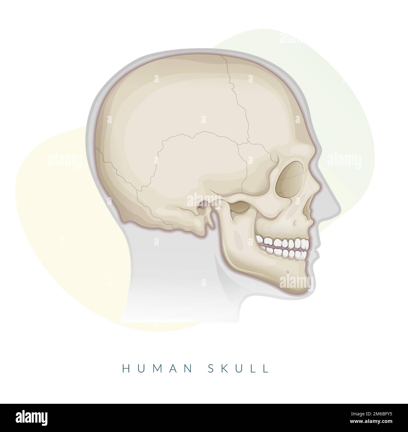 Anatomia del cranio umano Immagini Vettoriali Stock - Alamy