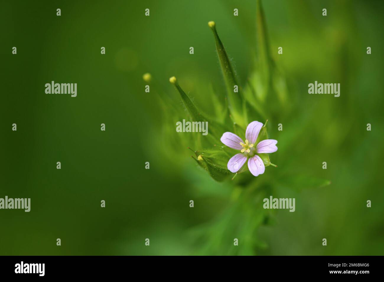 Geranio selvatico immagini e fotografie stock ad alta risoluzione - Alamy