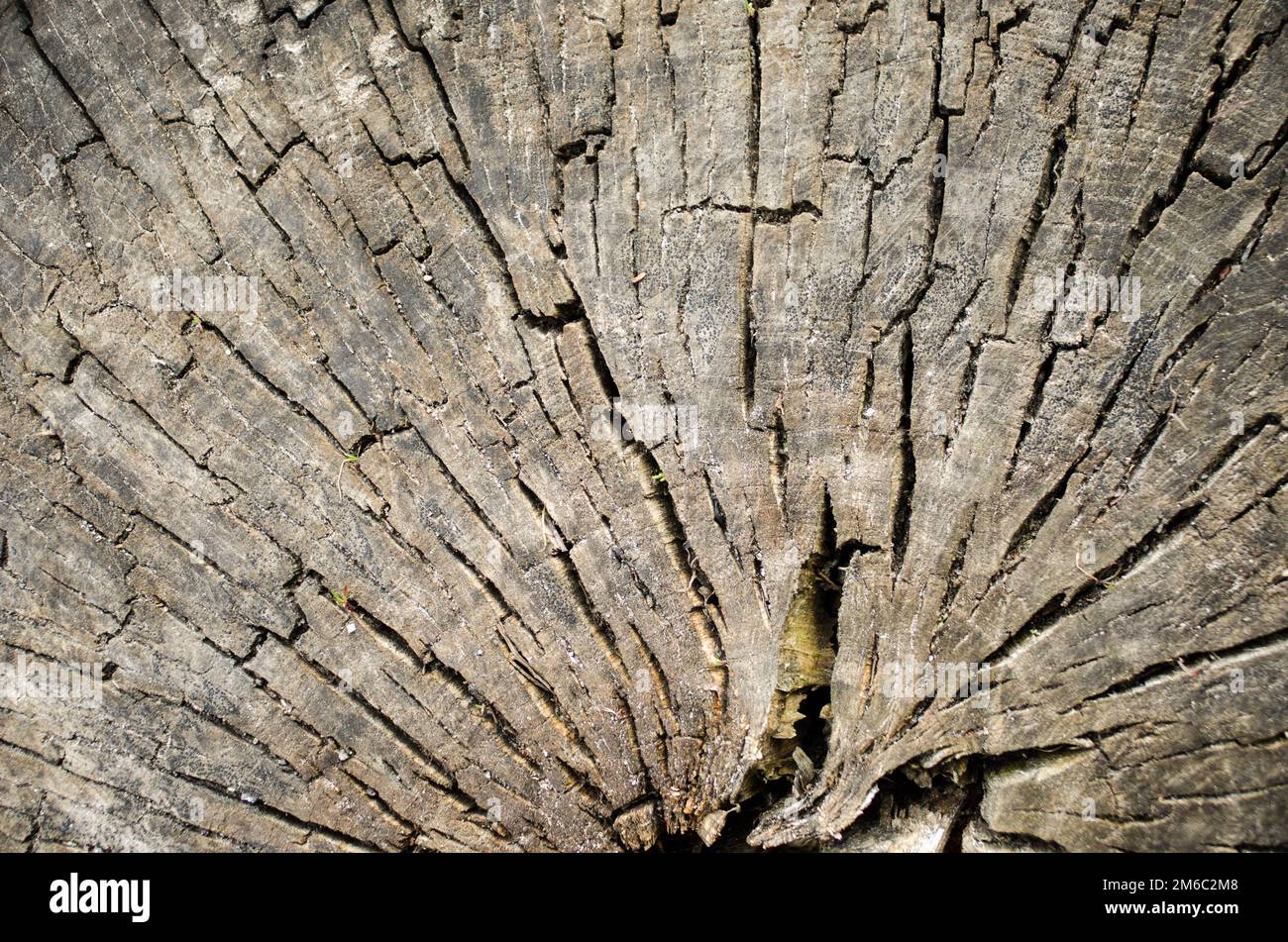 Cedar wood background texture vertical immagini e fotografie stock ad ...