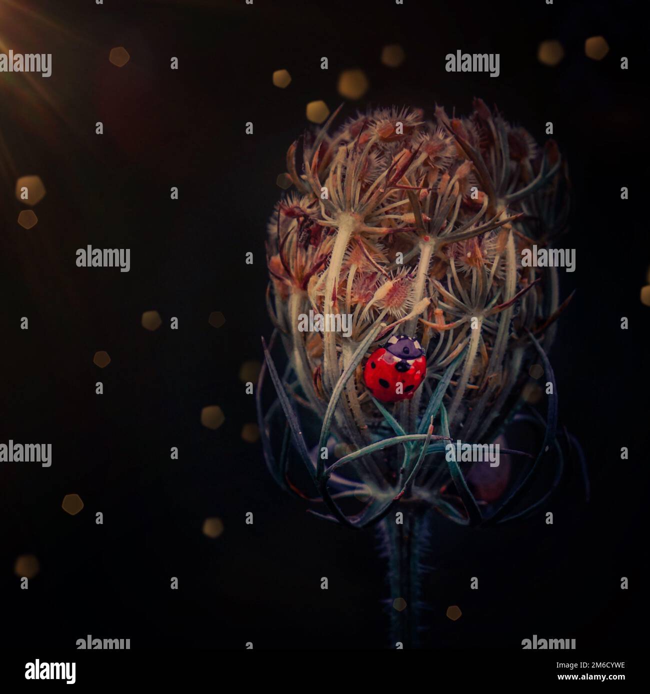 Coccinella sulla pianta immagini e fotografie stock ad alta risoluzione ...