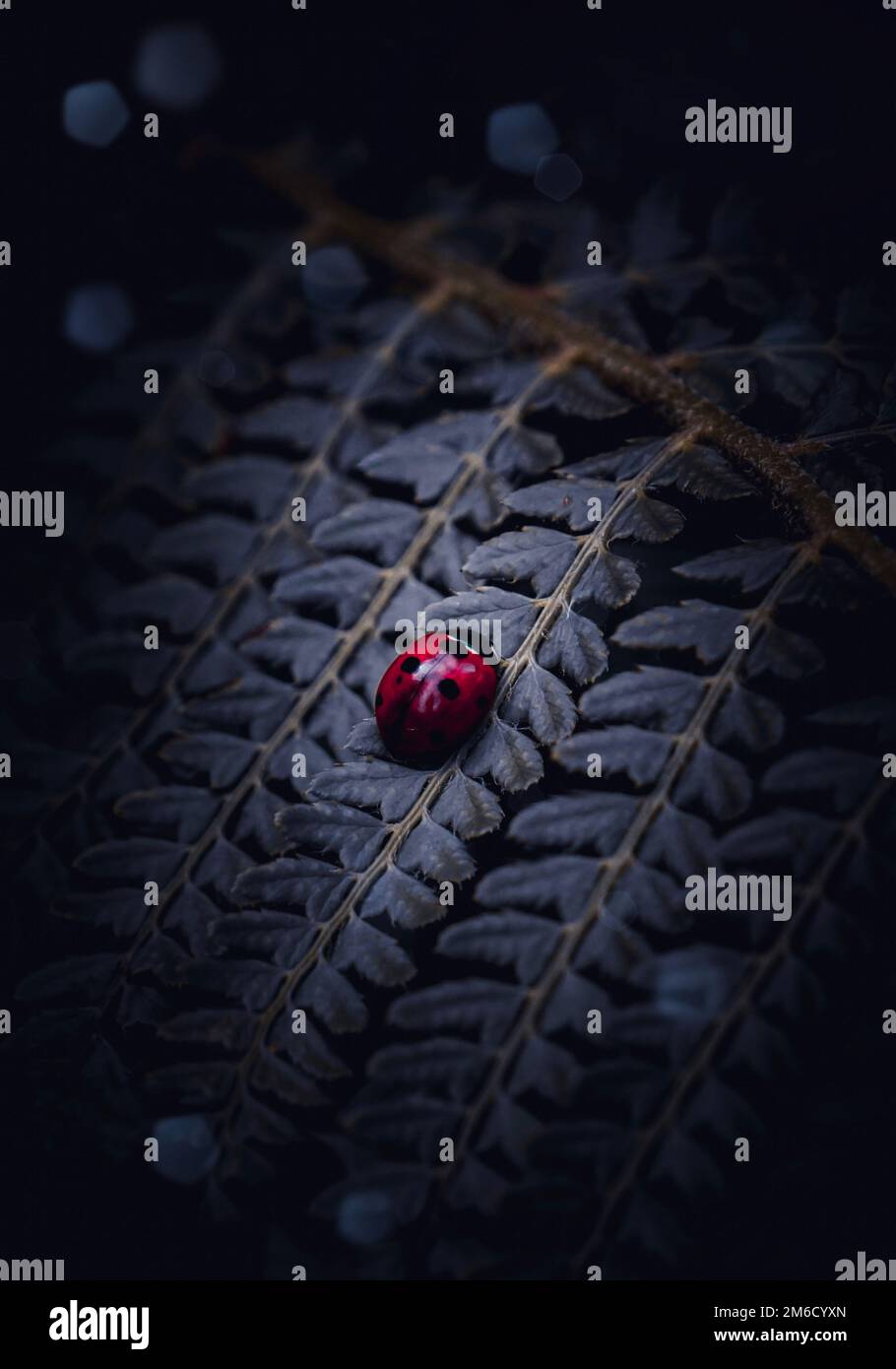 Coccinella sulla pianta immagini e fotografie stock ad alta risoluzione ...