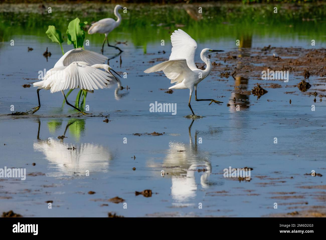 Gli ecosistemi paludosi unici del Kerala includono aree paludose e con ...