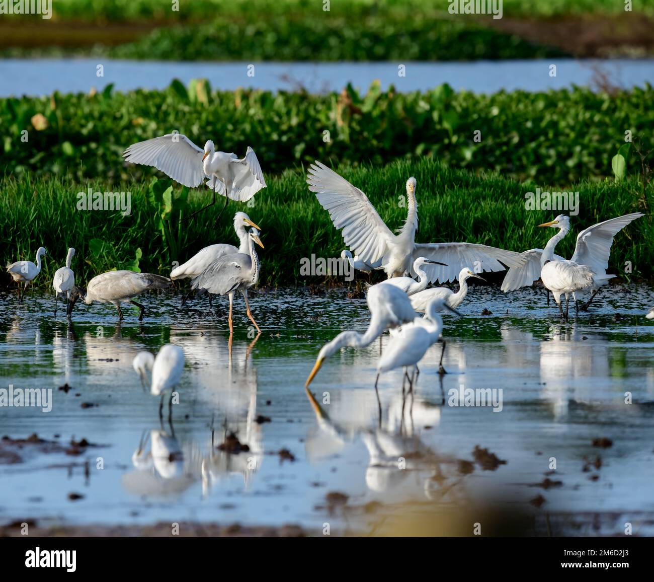 Uccelli comuni in kerala immagini e fotografie stock ad alta ...