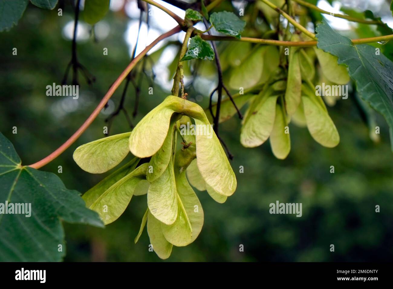 Semi di acero immagini e fotografie stock ad alta risoluzione - Alamy