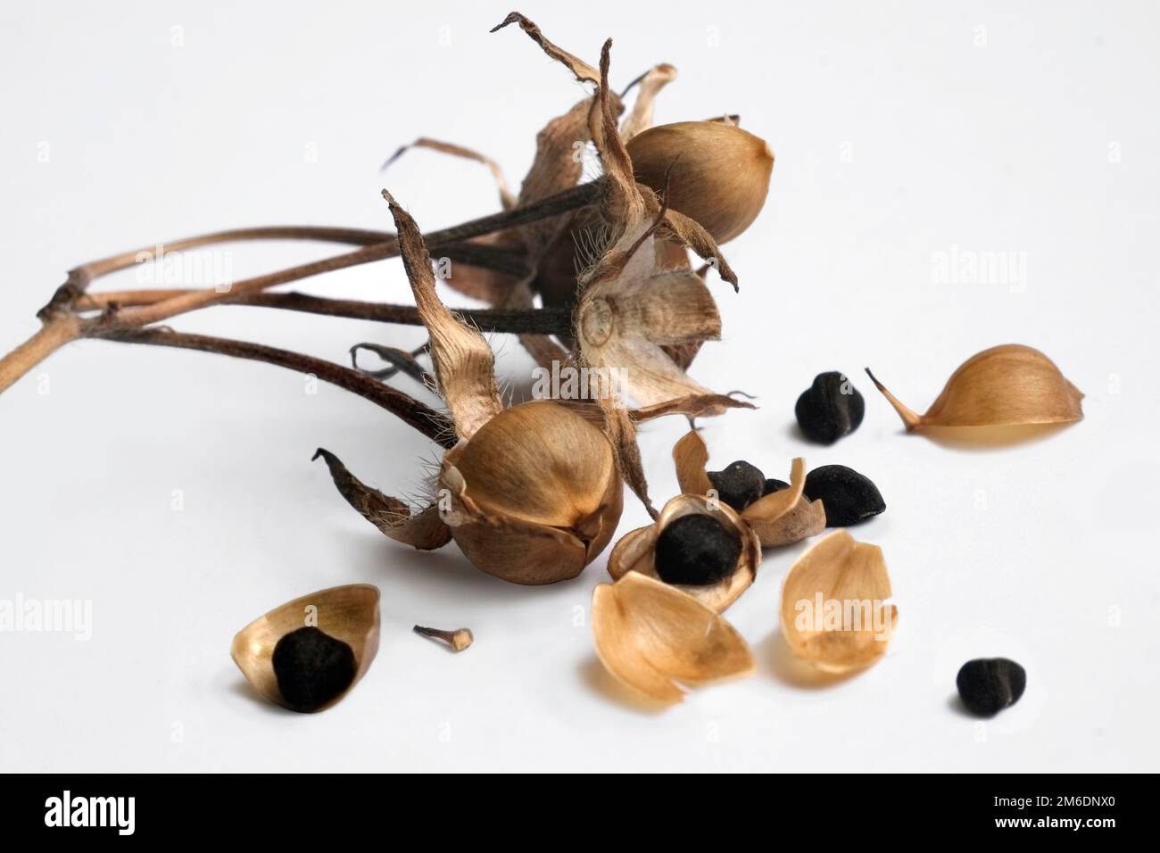 Seed capsules immagini e fotografie stock ad alta risoluzione - Alamy