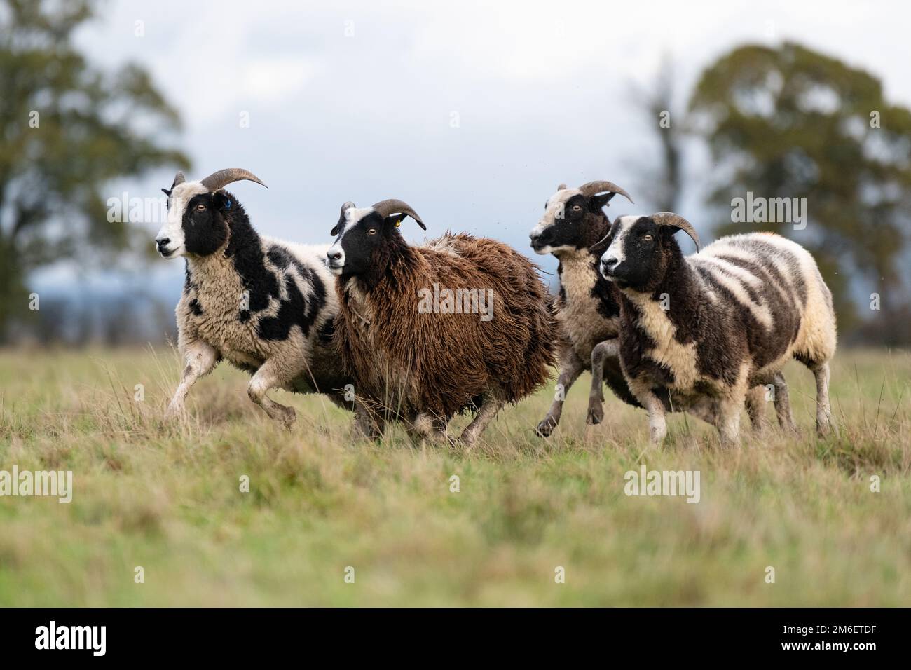 Jacob sheep immagini e fotografie stock ad alta risoluzione - Alamy