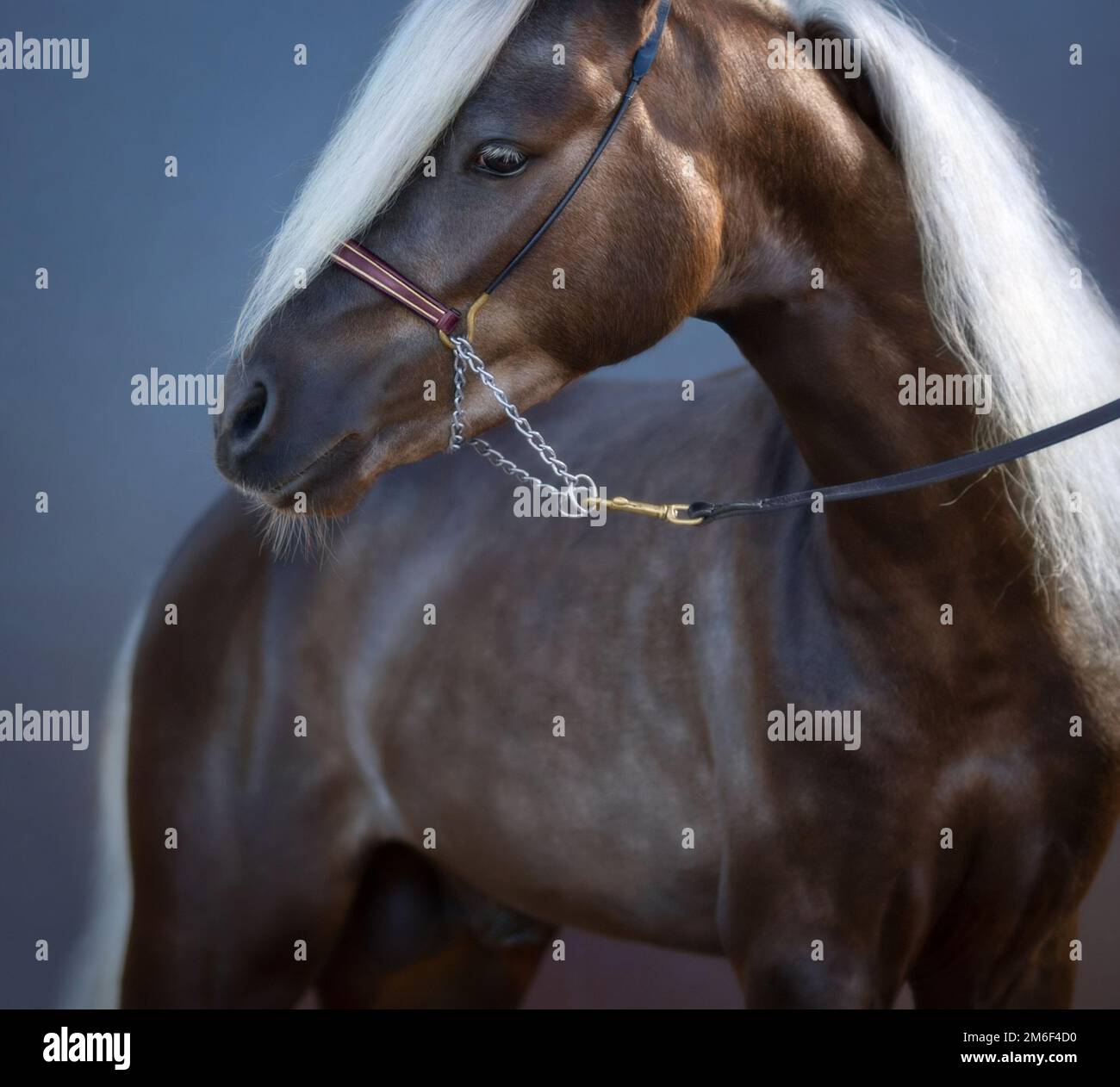 Pony dai capelli lunghi immagini e fotografie stock ad alta risoluzione ...