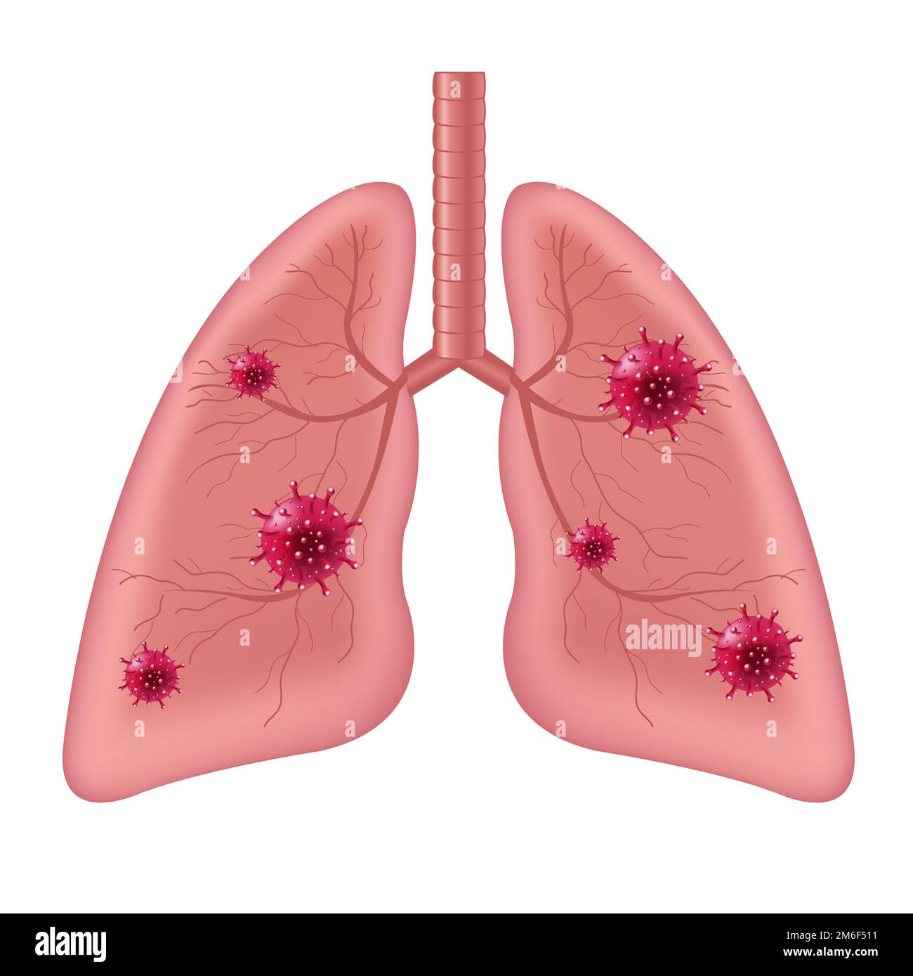 Organo interno umano immagini e fotografie stock ad alta risoluzione ...