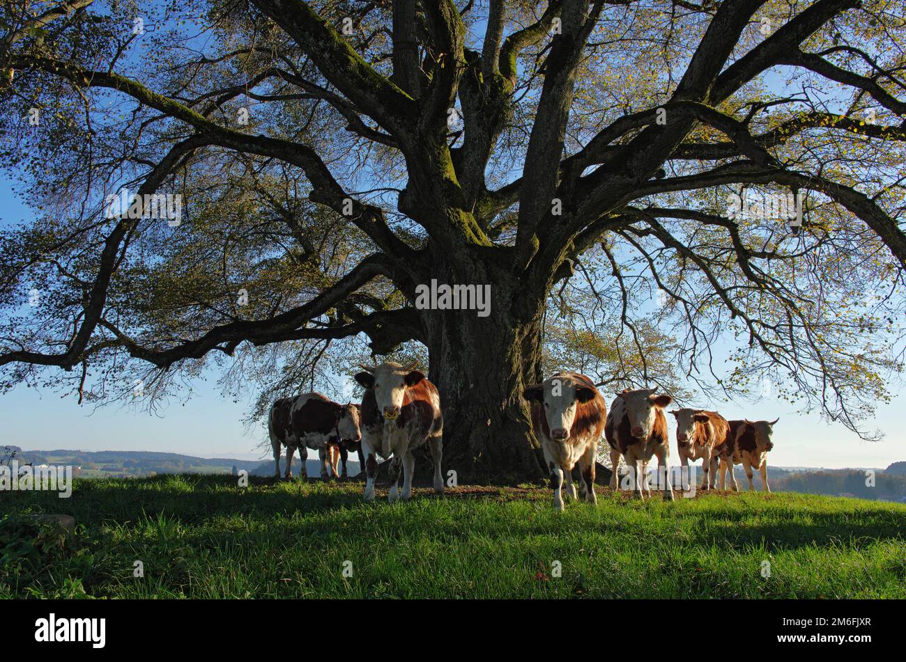Unter der linde immagini e fotografie stock ad alta risoluzione - Alamy