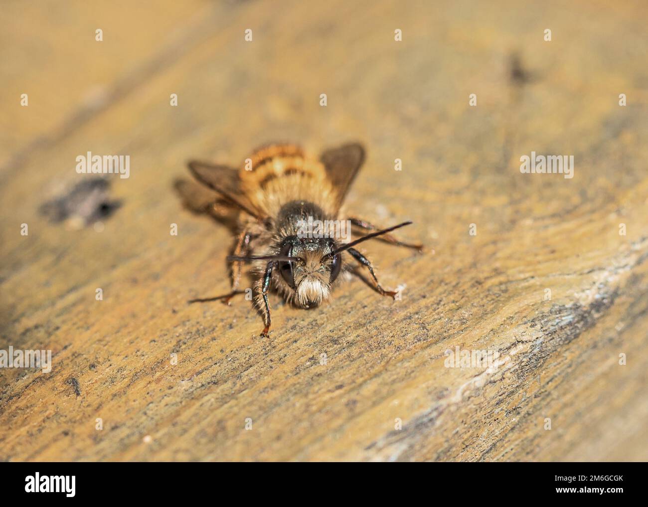 Muratore rosso ape osmia rufa immagini e fotografie stock ad alta ...