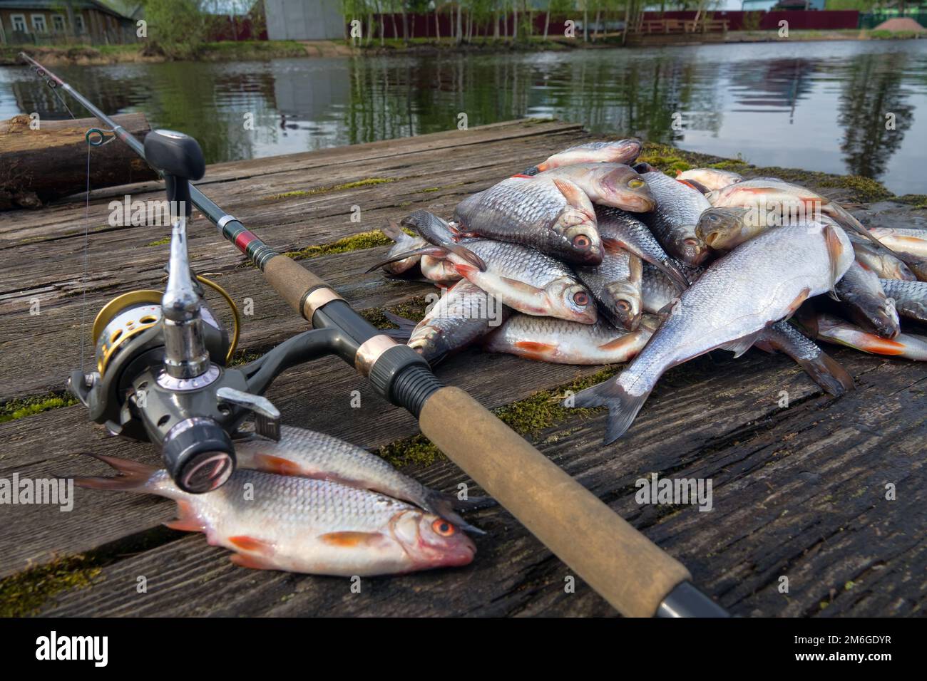 Spratto di fiume immagini e fotografie stock ad alta risoluzione - Alamy