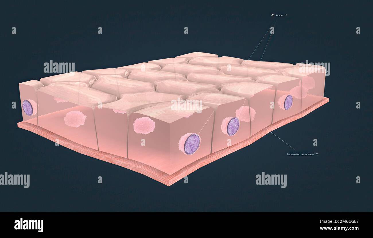 Epitelio squamoso semplice immagini e fotografie stock ad alta ...