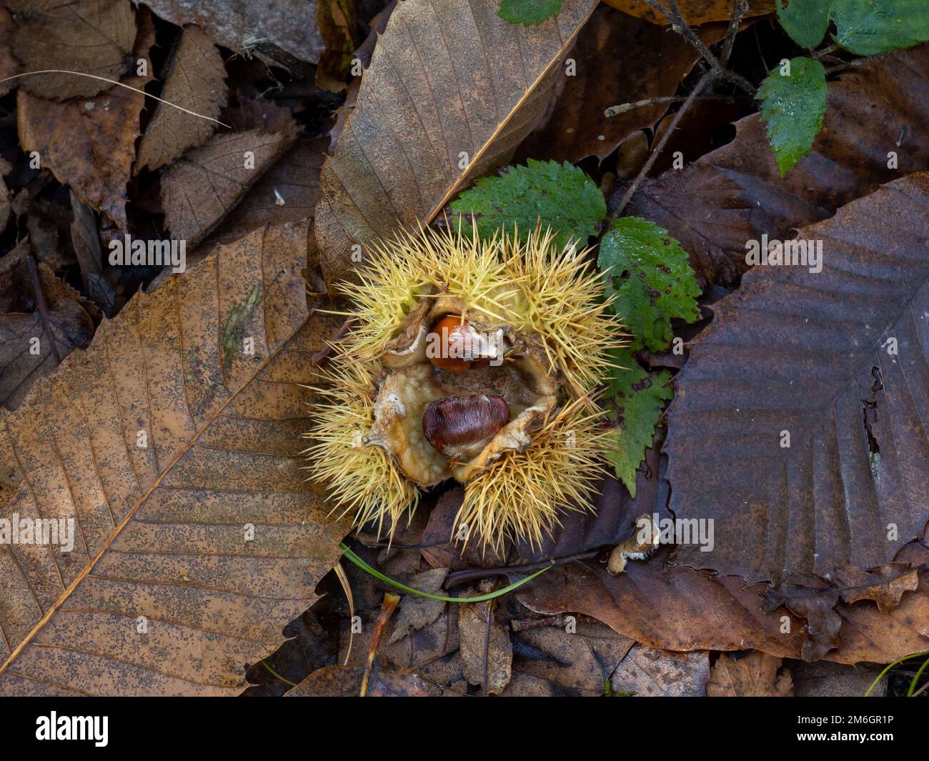 Campagna di alberi di castagne dolci immagini e fotografie stock ad ...