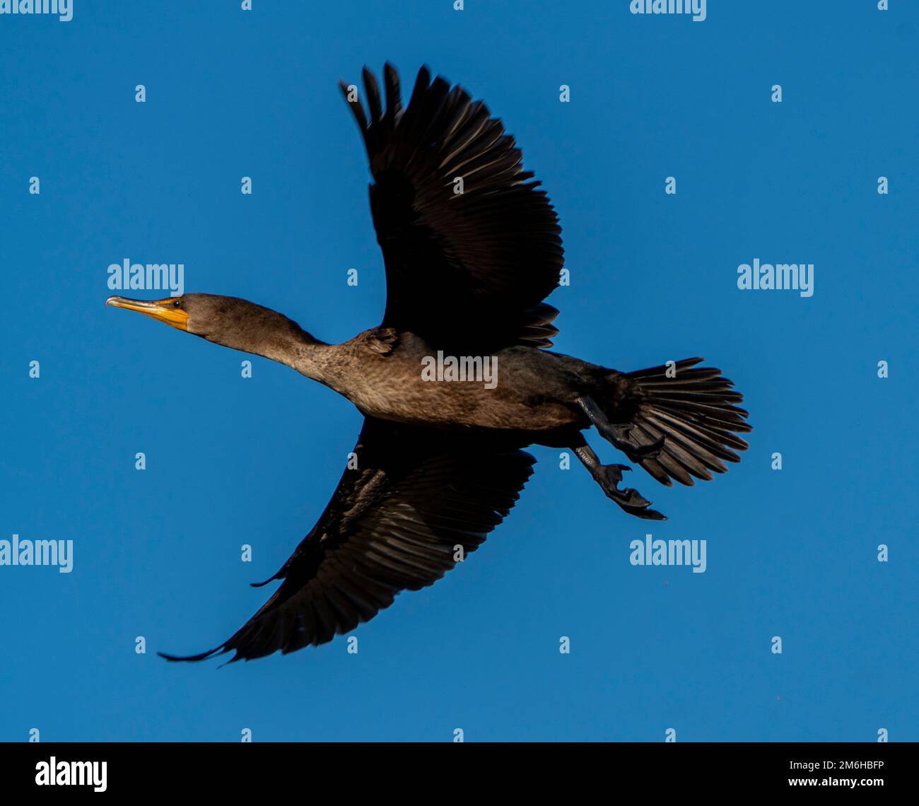 Volare cormorani immagini e fotografie stock ad alta risoluzione - Alamy