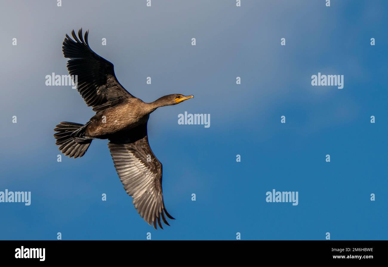 Natura del volo immagini e fotografie stock ad alta risoluzione - Alamy