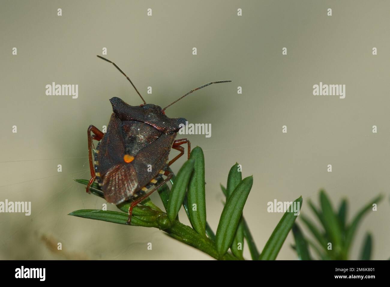 Scudo bug immagini e fotografie stock ad alta risoluzione - Alamy