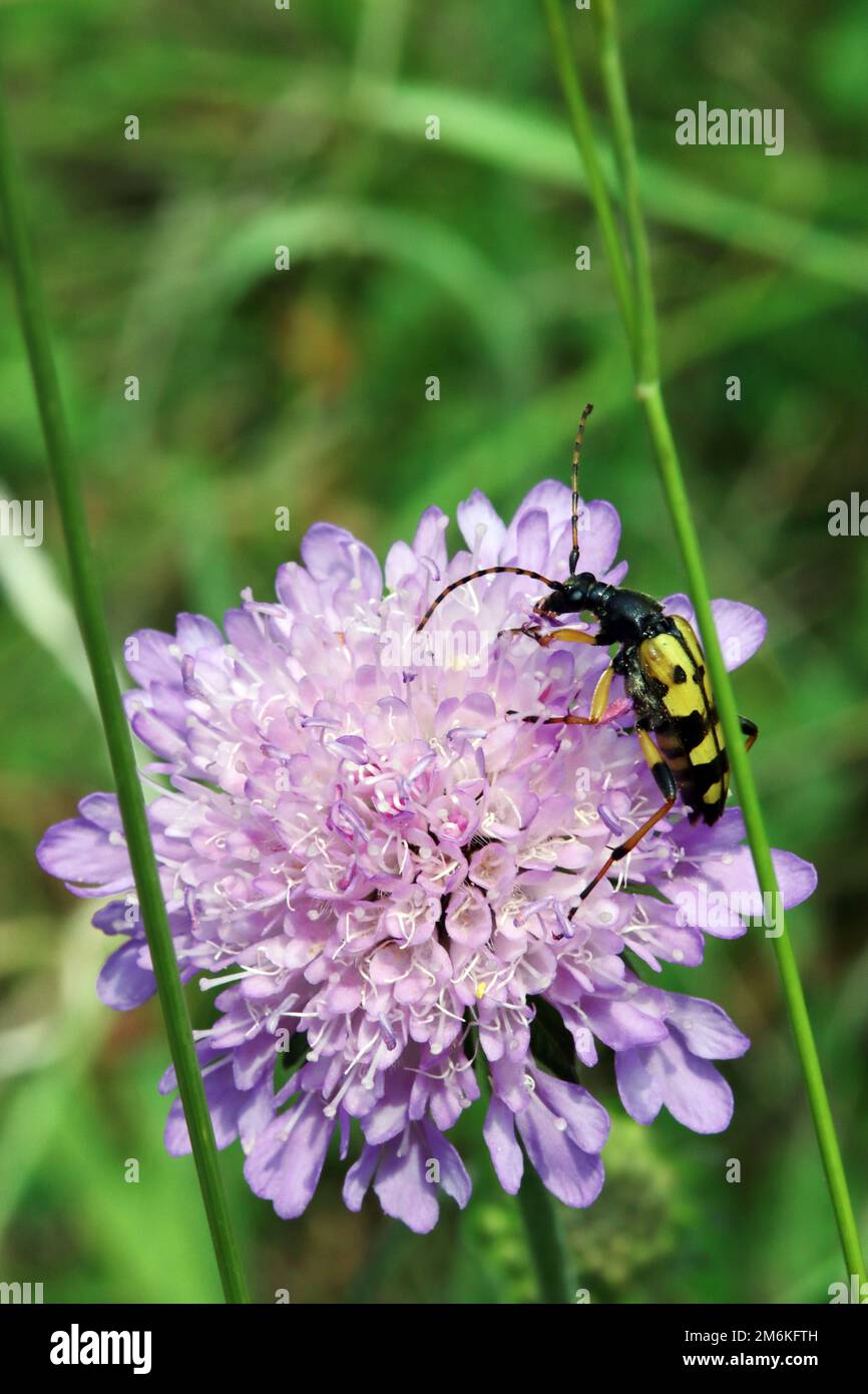 Maculata maculata (Rutpela maculata) su un campo di fiori di vedova ...