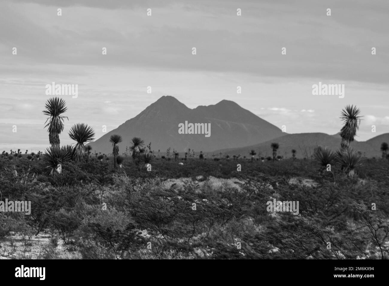 Giganteschi alberi ad alto fusto Foto e Immagini Stock in Bianco e Nero ...