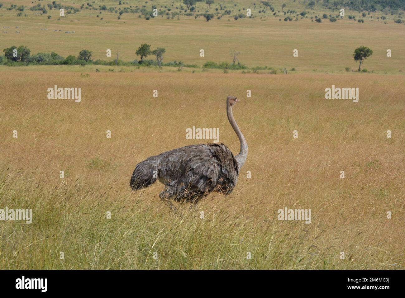 Struzzo maasai immagini e fotografie stock ad alta risoluzione - Alamy