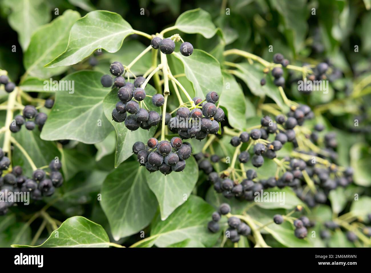 Frutti di edera hedera helix comune immagini e fotografie stock ad alta ...