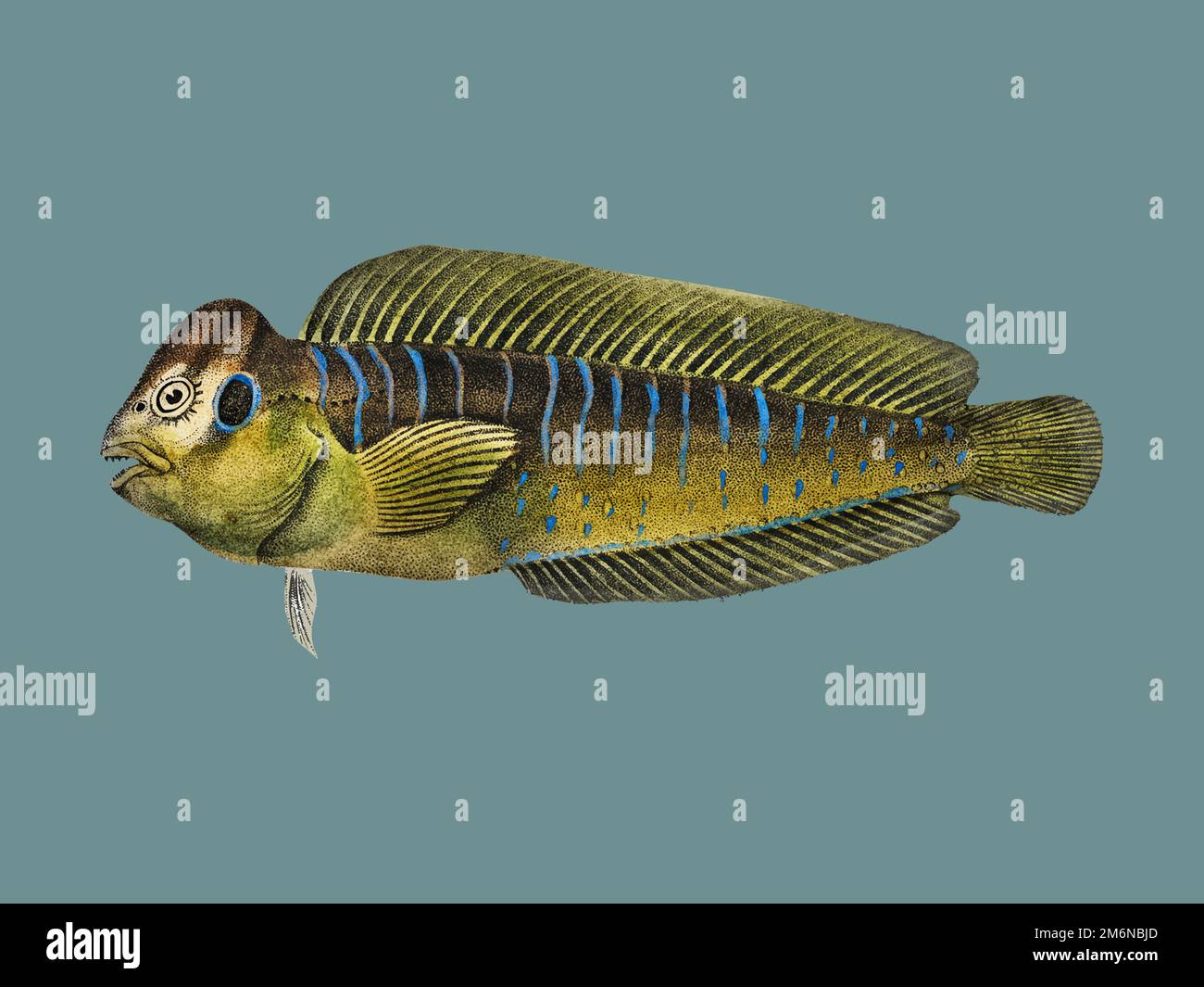 Triglia disegno Immagini Vettoriali Stock - Alamy