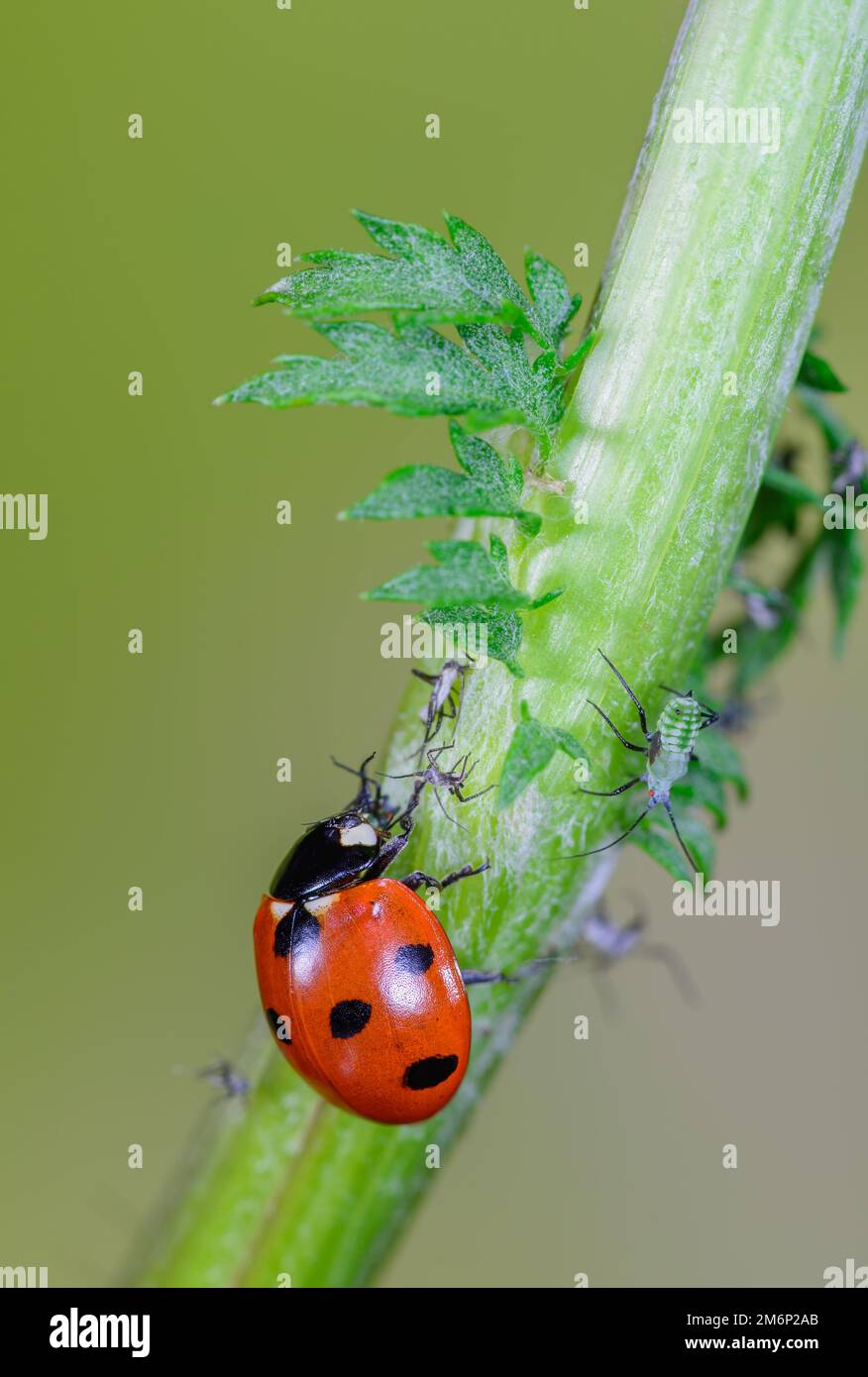 Mangia insetti nocivi immagini e fotografie stock ad alta risoluzione ...