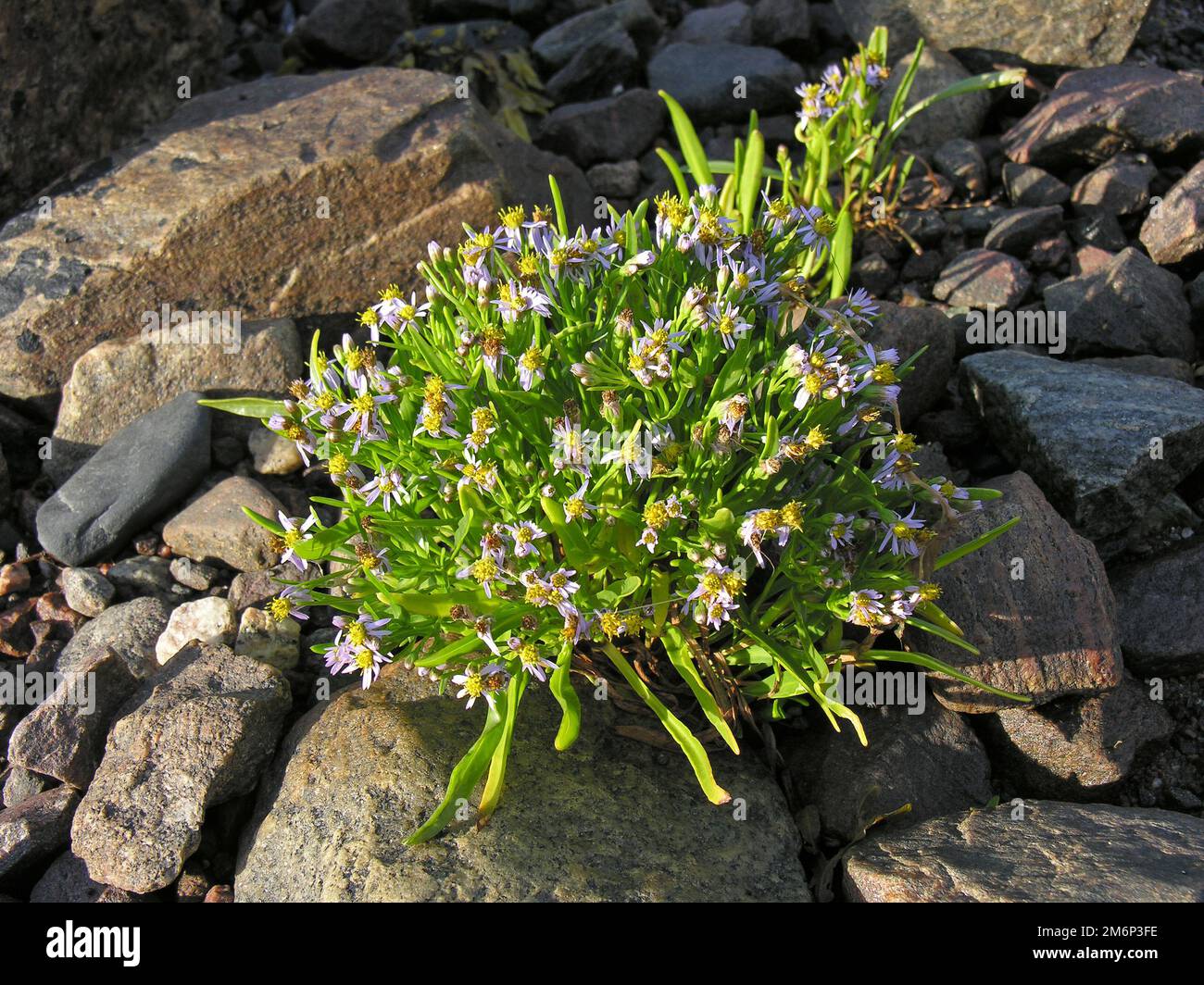 Zona litorale immagini e fotografie stock ad alta risoluzione - Alamy