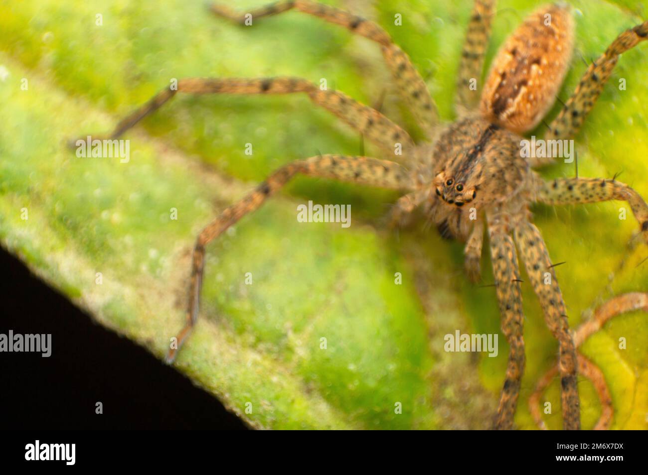 Giant crab spider huntsman spider immagini e fotografie stock ad alta ...