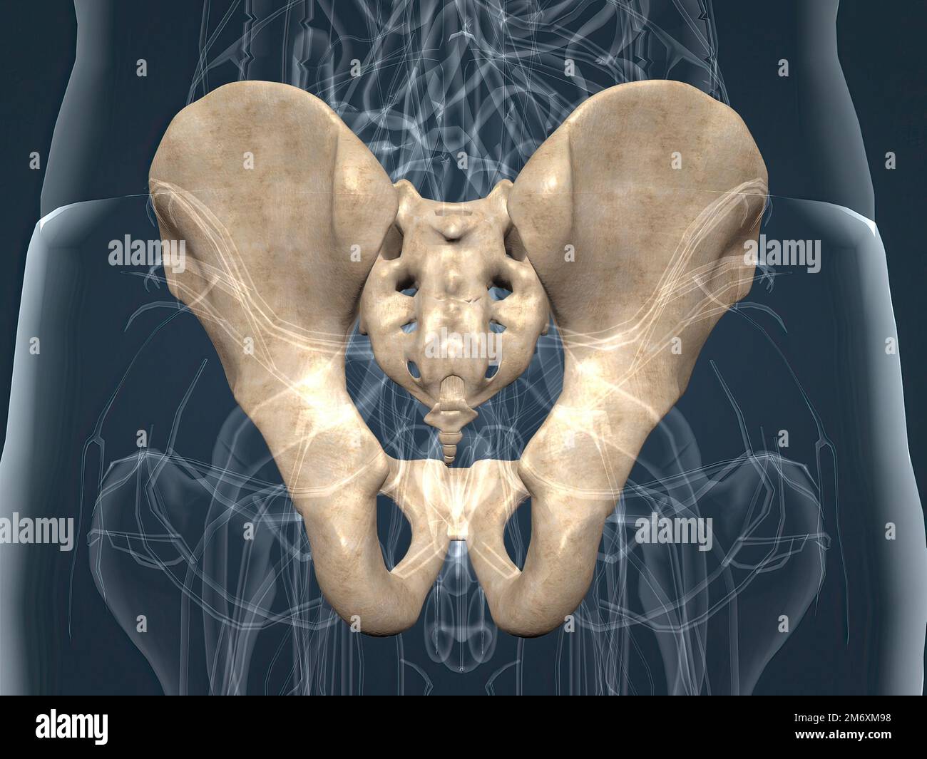 Ossa di un piede destro umano immagini e fotografie stock ad alta ...