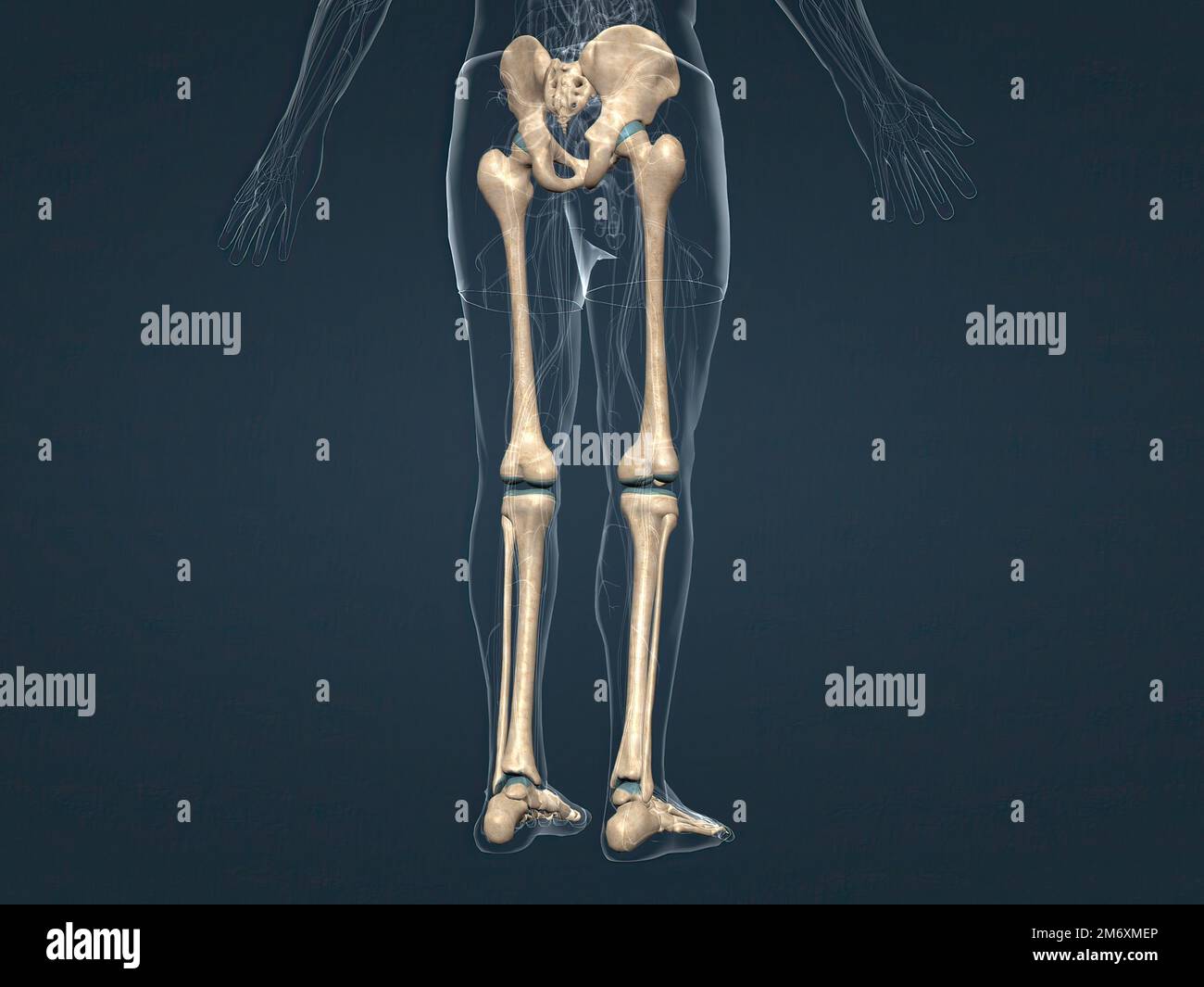 Scheletro assile immagini e fotografie stock ad alta risoluzione - Alamy