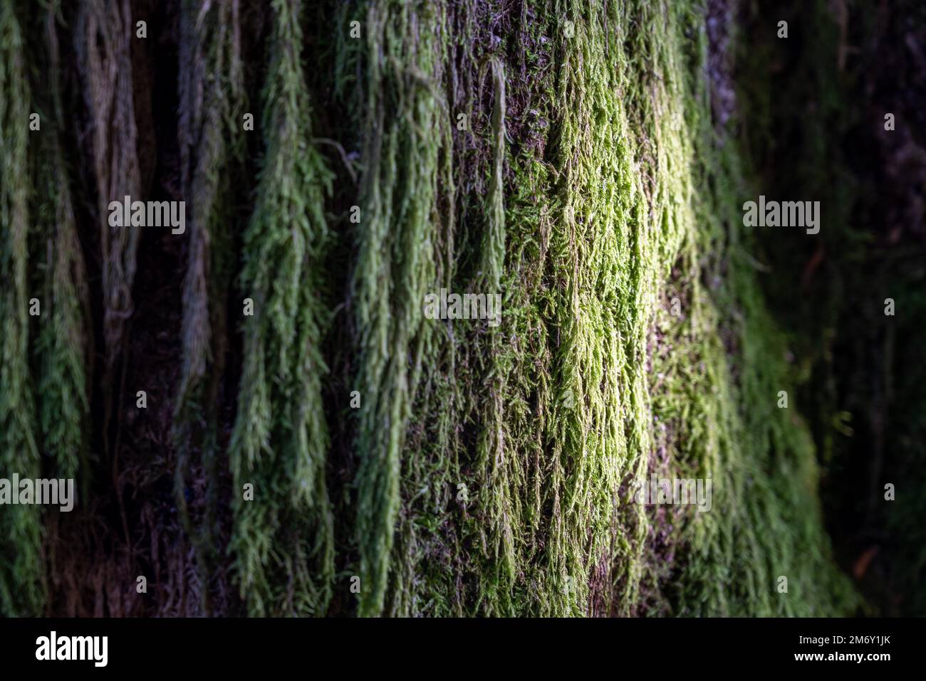 Albero tronco coperto con muschio, muschio texture macro vista in ...