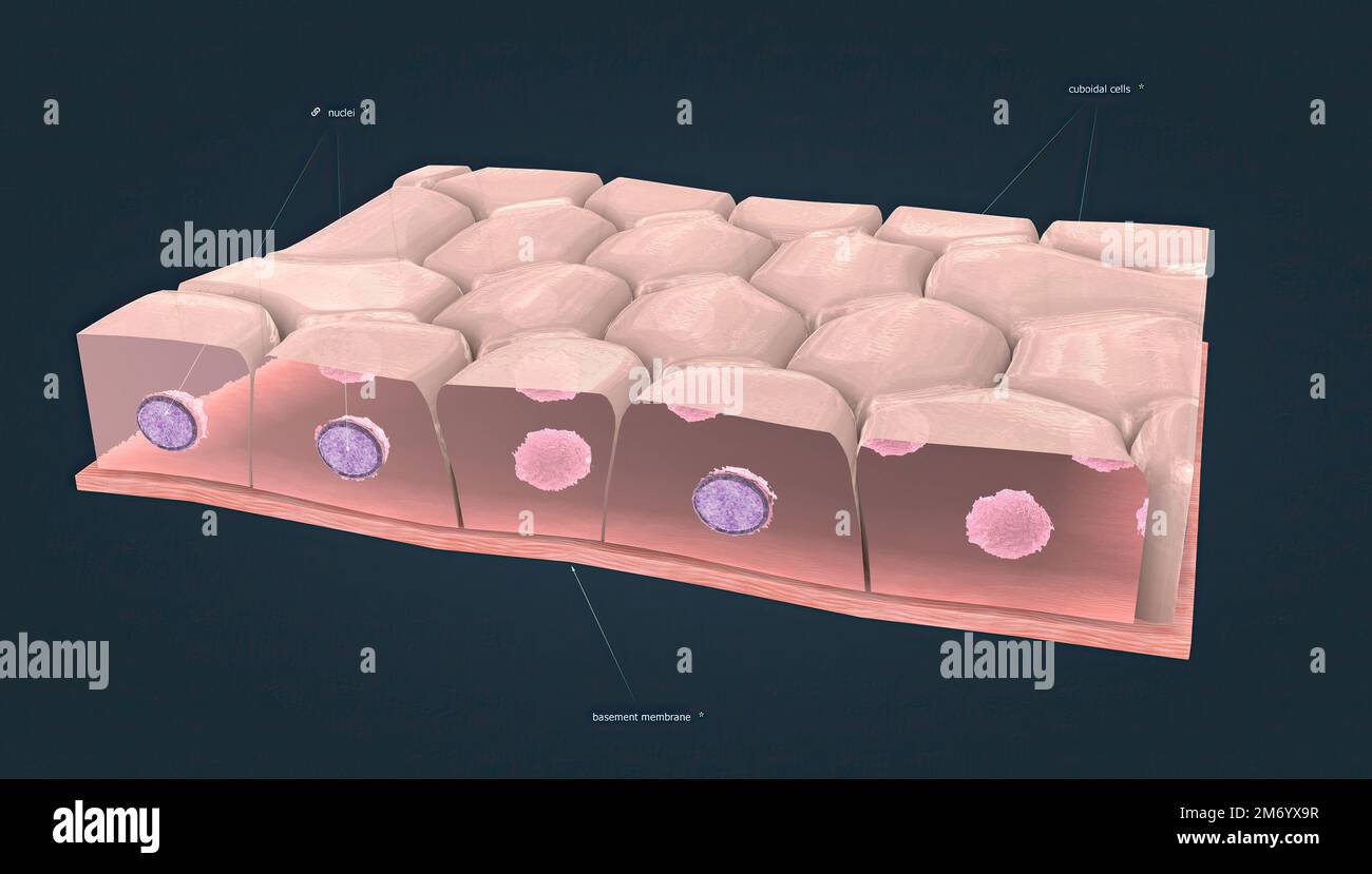 Epitelio squamoso semplice immagini e fotografie stock ad alta ...