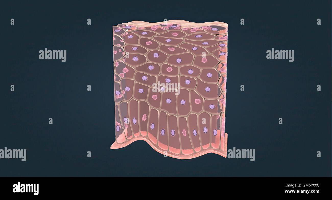 Cellule epiteliali squamose immagini e fotografie stock ad alta ...