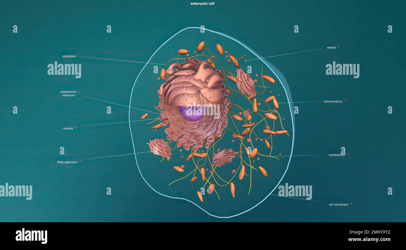 Célula eucariota y procariota immagini e fotografie stock ad alta risoluzione - Alamy