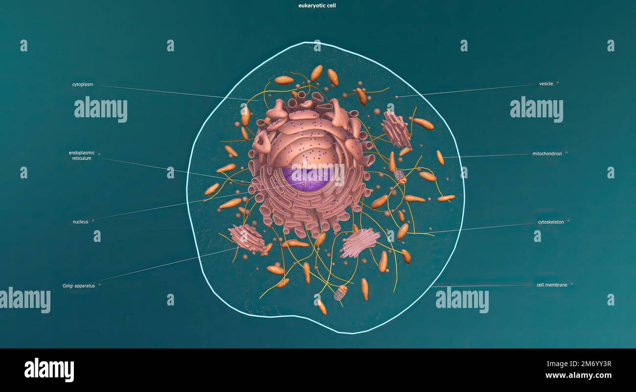 Célula eucariota y procariota immagini e fotografie stock ad alta risoluzione - Alamy