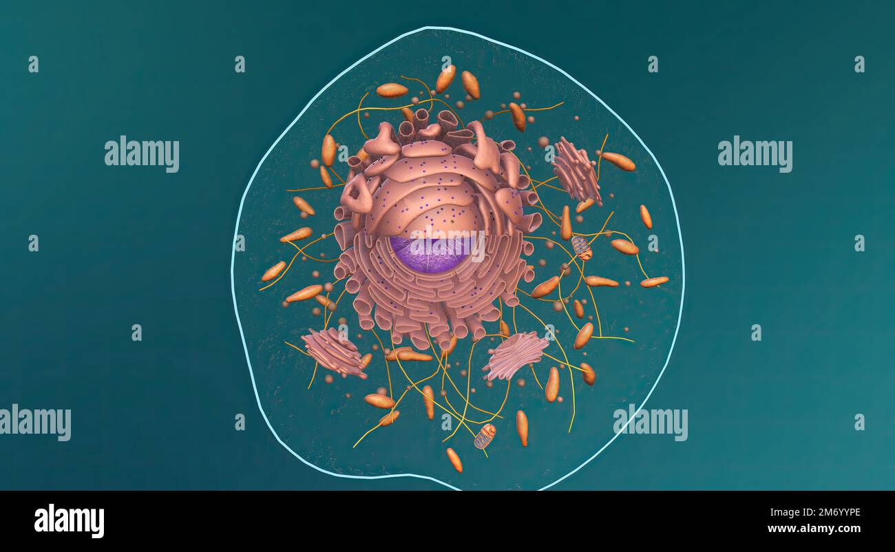 Célula eucariota y procariota immagini e fotografie stock ad alta risoluzione - Alamy