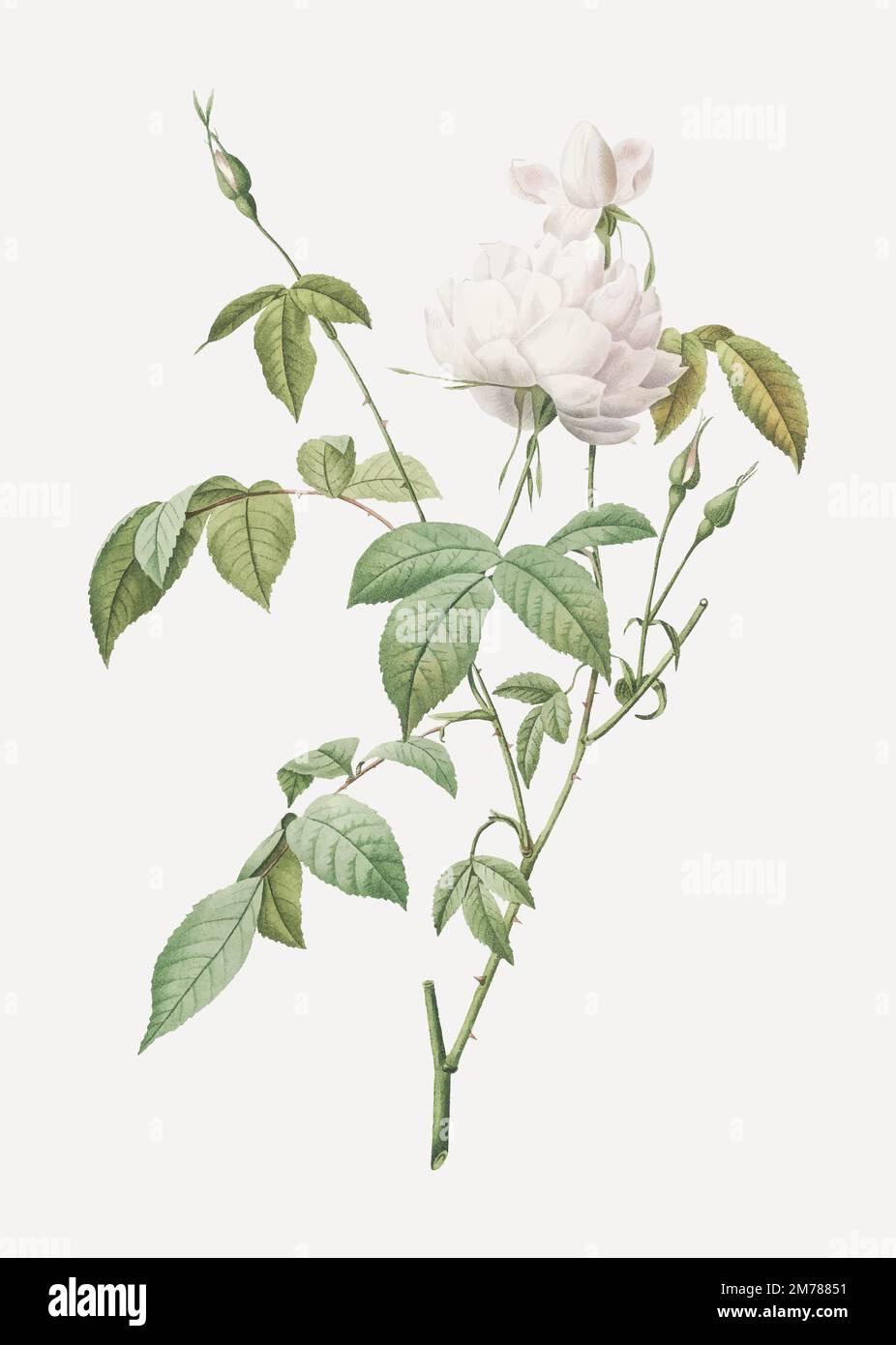 Redoute roses flowers Immagini Vettoriali Stock - Alamy