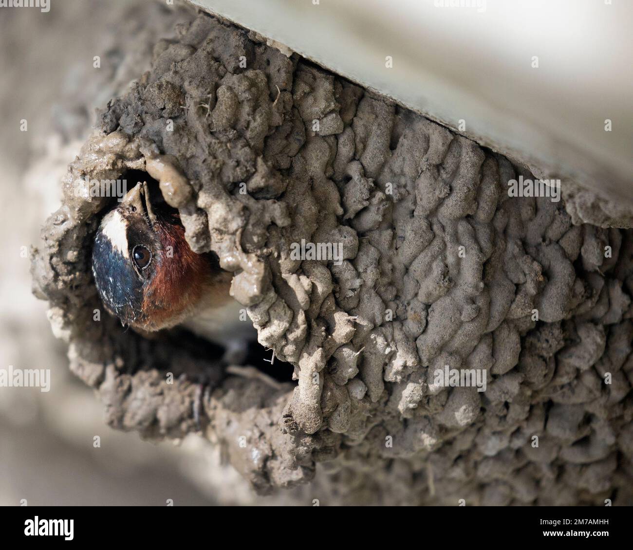 Costruzione del nido di fango animale aviario immagini e fotografie ...