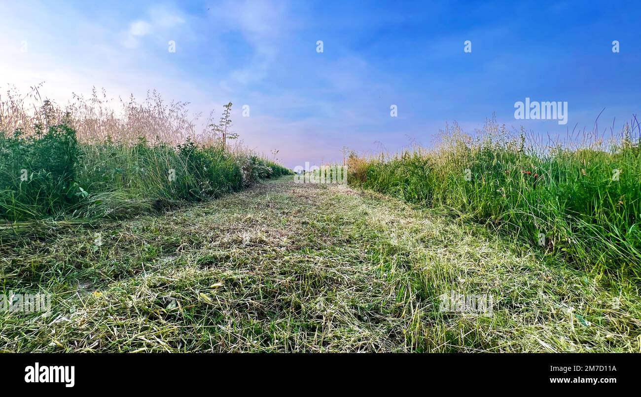 Pianura padana allevamento immagini e fotografie stock ad alta ...
