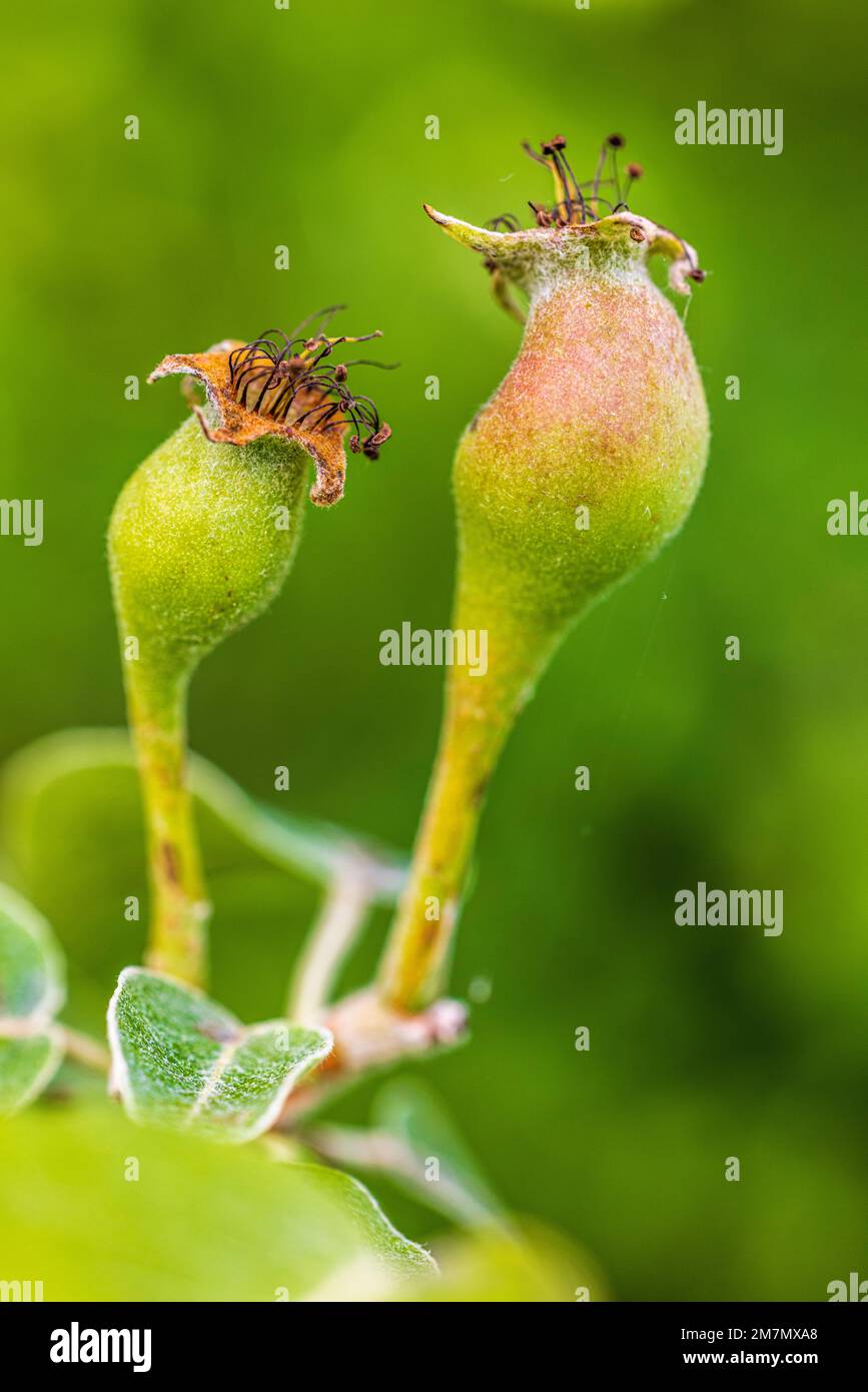 Frutti di mela giovane maturazione nel frutteto immagini e fotografie ...