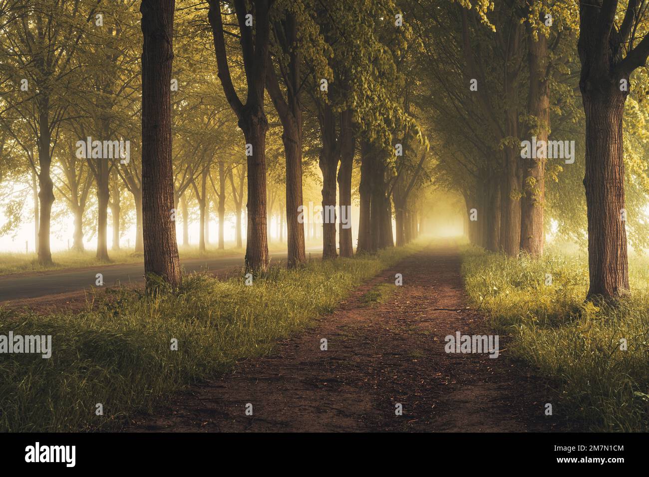 Percorso a piedi conduce alla luce immagini e fotografie stock ad alta ...