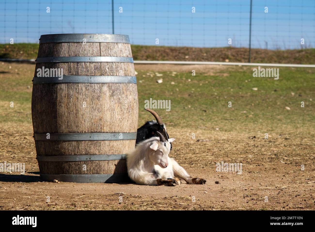 Capre da latte nane nigeriane immagini e fotografie stock ad alta ...